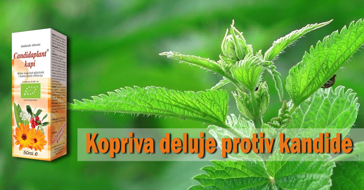 Kopriva deluje protiv kandide - Mediflora