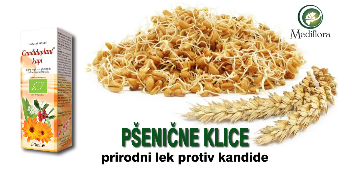 Pšenične klice - prirodni lek protiv kandide - Mediflora