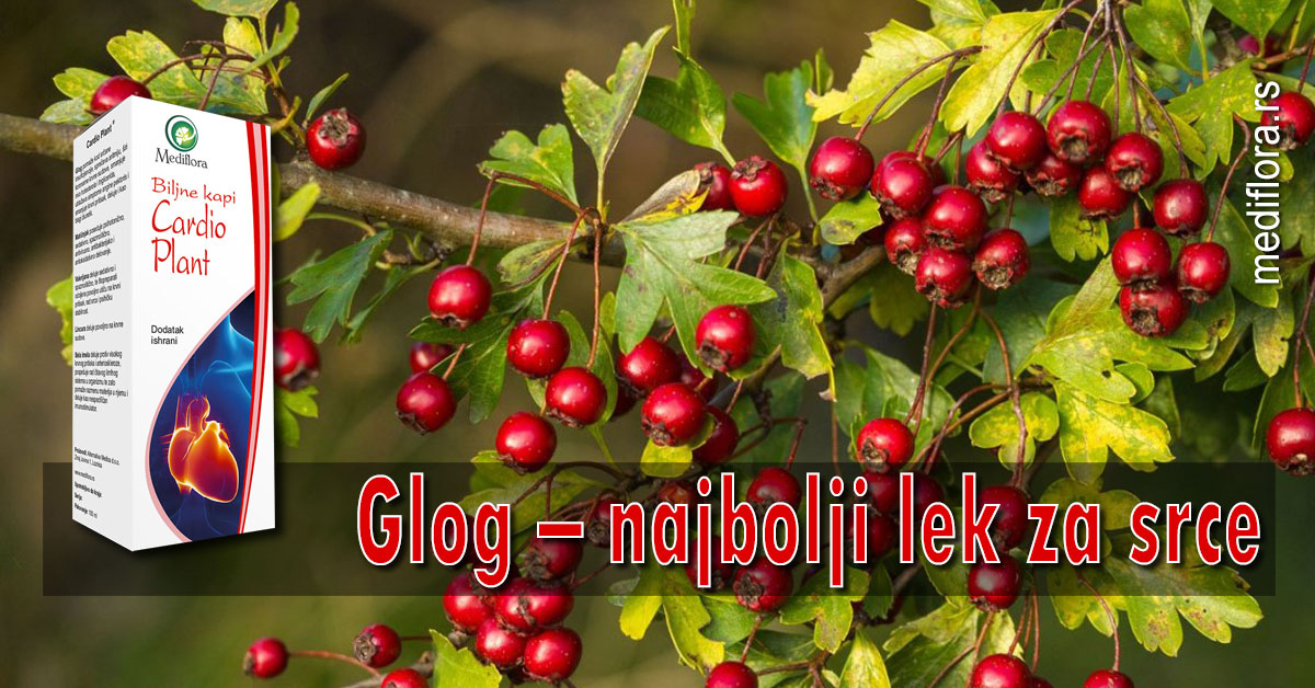 Glog – najbolji lek za srce - Mediflora