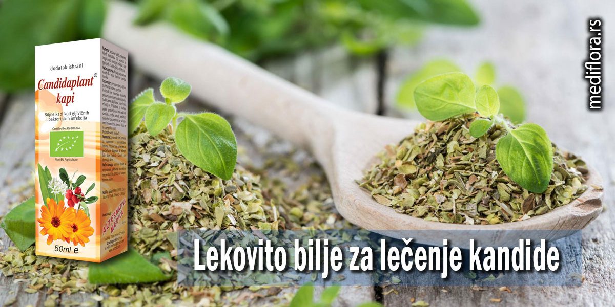 Lekovito bilje za lečenje kandide - Mediflora