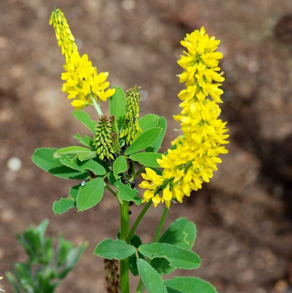 Čaj od ždraljike (kokotac) - Mediflora