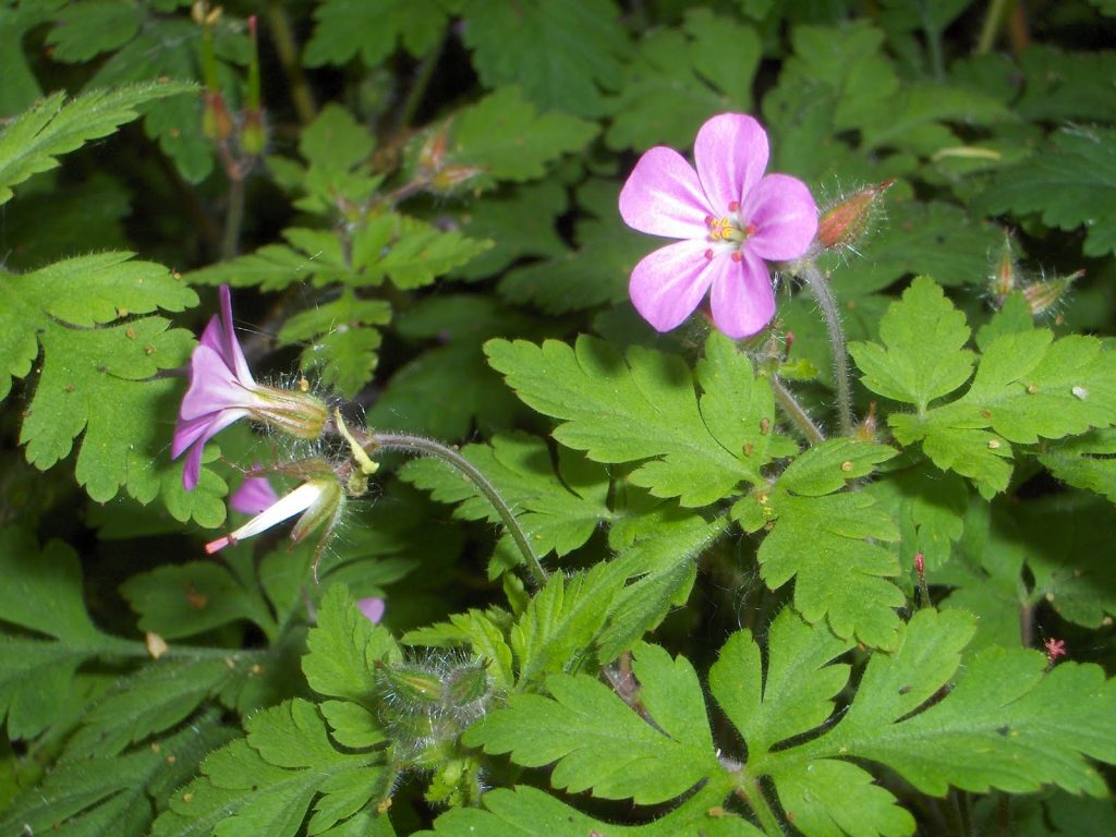 Čaj od ZDRAVCA - Mediflora