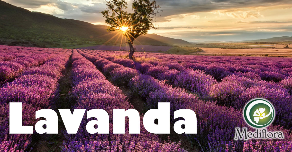 Lavanda - Mediflora